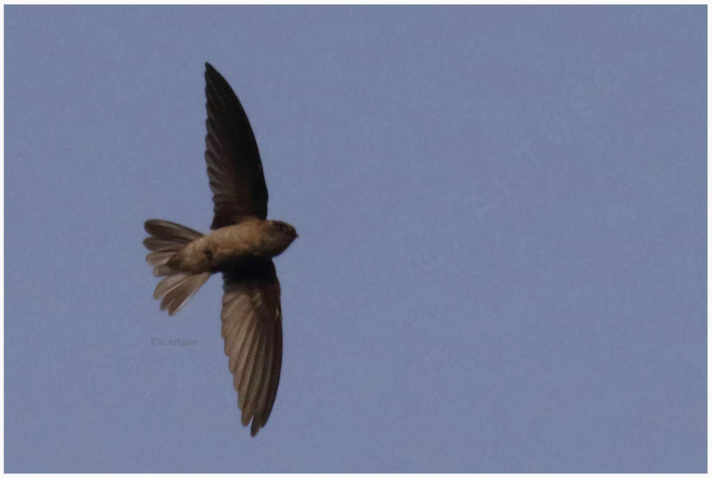 Indian Swiftlet (Aerodramus unicolor) - Avian Discovery