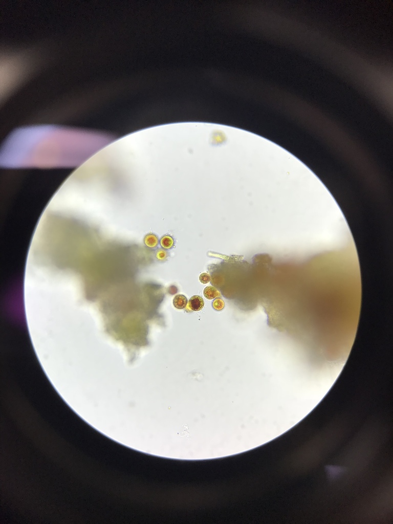 (Haematococcus) - Botanical Realm