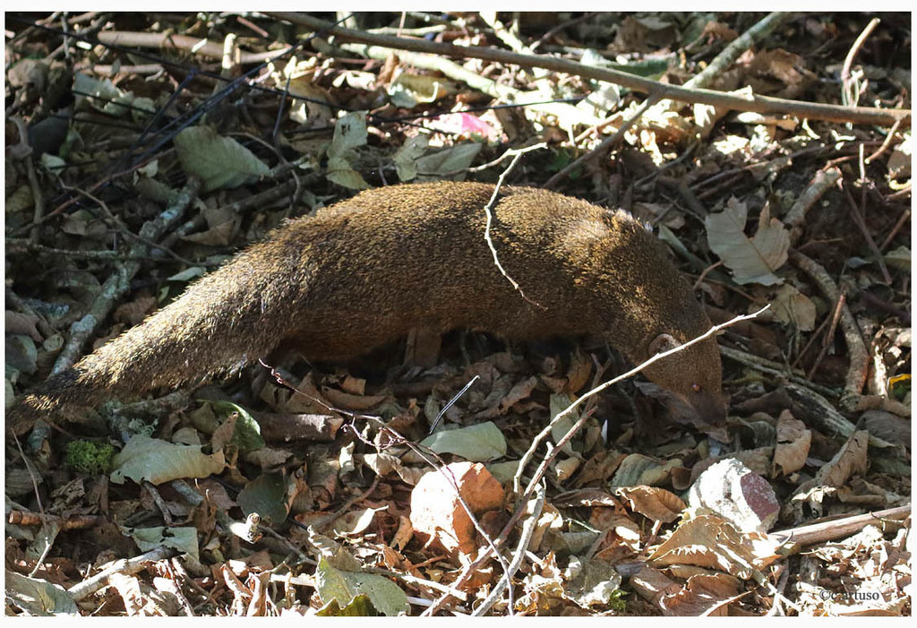 Indian Brown Mongoose from Erivakulum National Park, Kerala, India on ...