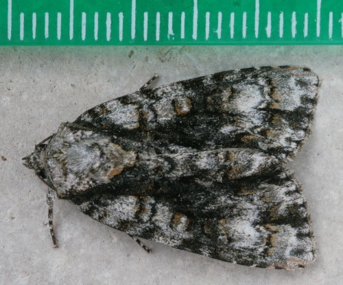 Splendid Dagger Moth (Pennsylvania Moths) · iNaturalist