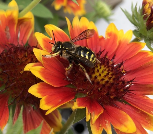 Observations by erikabee · iNaturalist