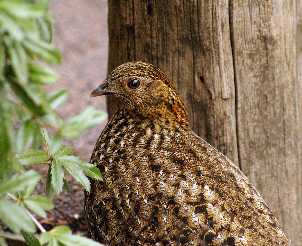 Cabot's Tragopan (Tragopan caboti) - Avian Discovery