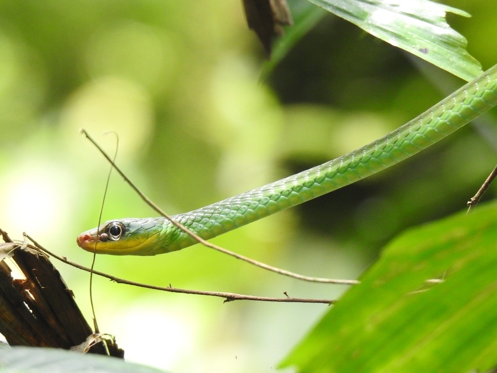 Lower-montane Green Racer from Reserva Las Brisas, Siquirres, Limón ...