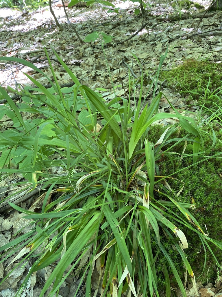 Nerveless Woodland Sedge from Ottawa National Forest, Ontonagon, MI, US ...