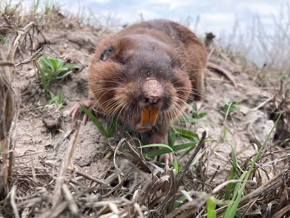 Smoky Pocket Gopher from Tecámac, Edomex, MX on June 13, 2021 at 11:06 ...