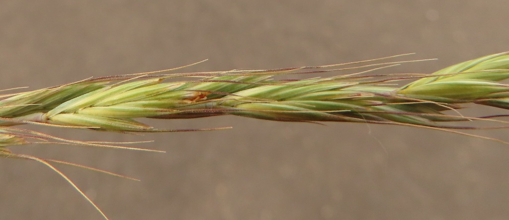 Snake River Wheatgrass (Owyhee Grasses) · iNaturalist