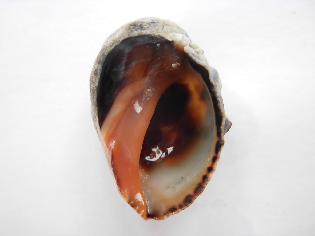 Widemouth Rocksnail from Asturias, Spanien on October 16, 2012 by ...