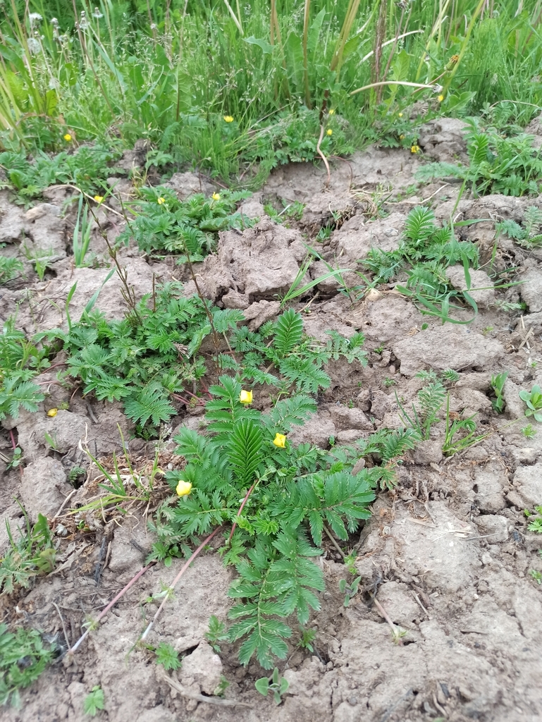 common silverweed (Plants of Rosewood Nature Study Area) · iNaturalist