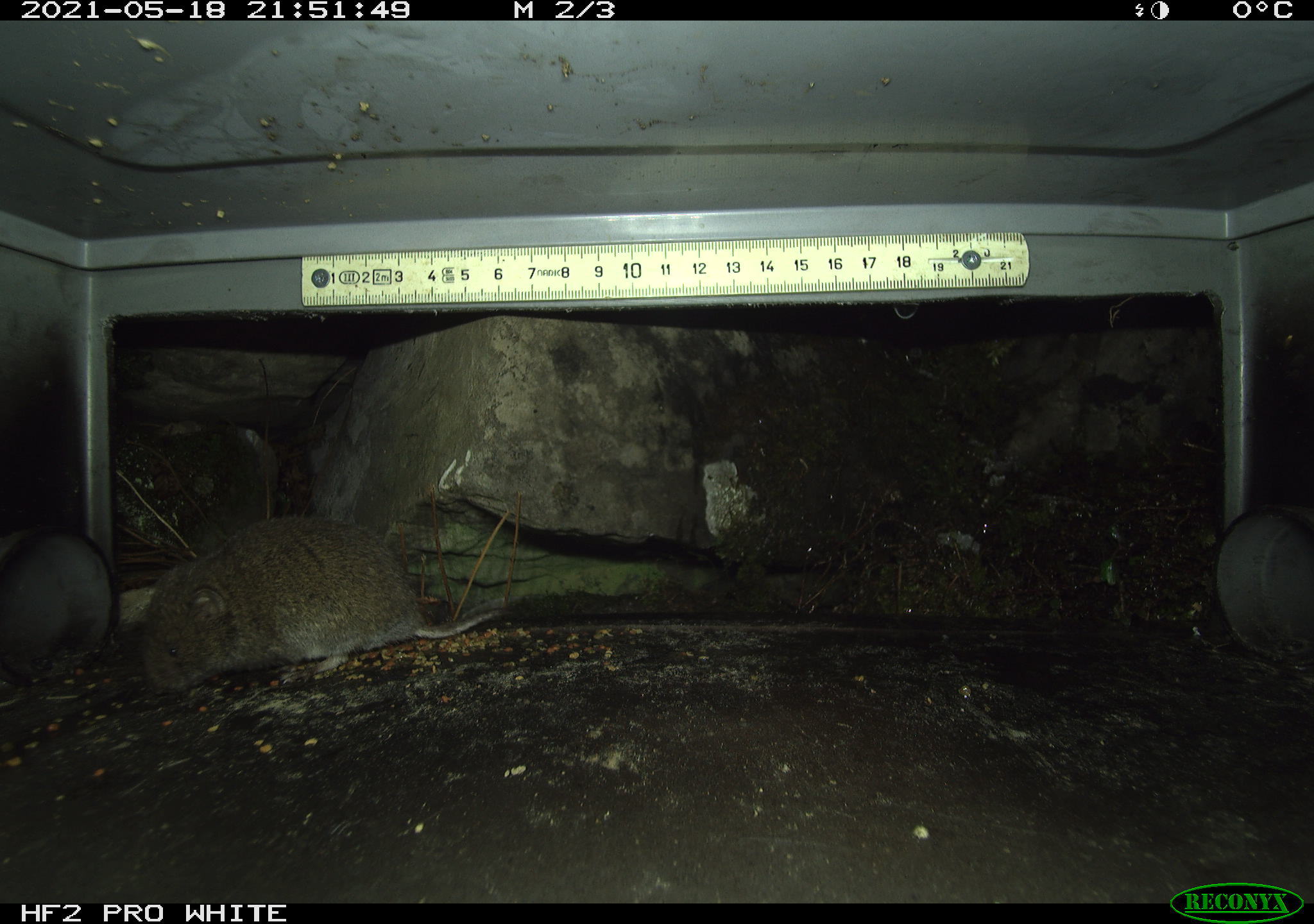 Microtus subterraneus (Selys-Longchamps, 1836)