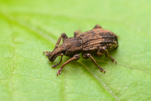 Panscopus abruptus · iNaturalist Ecuador
