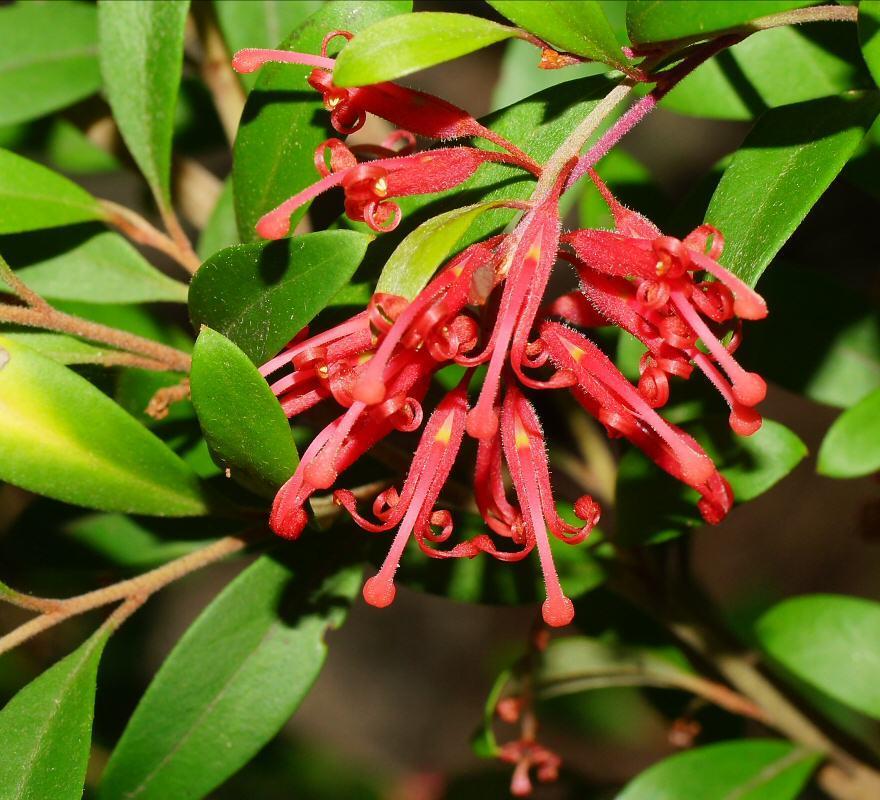 Grevillea parvula from Yambulla NSW 2550, Australia on January 29, 2018 ...