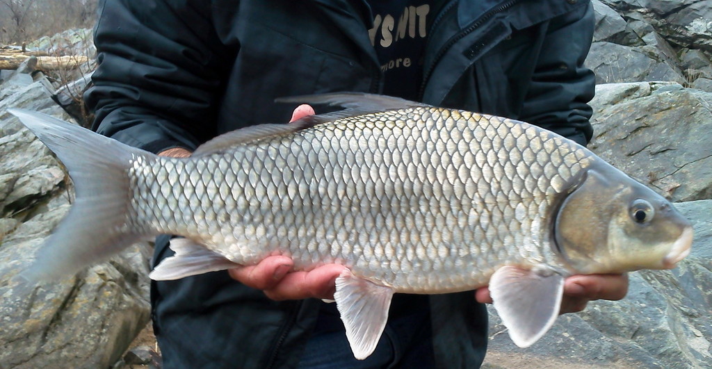 Quillback (Carpiodes cyprinus) - Marine Life Identification