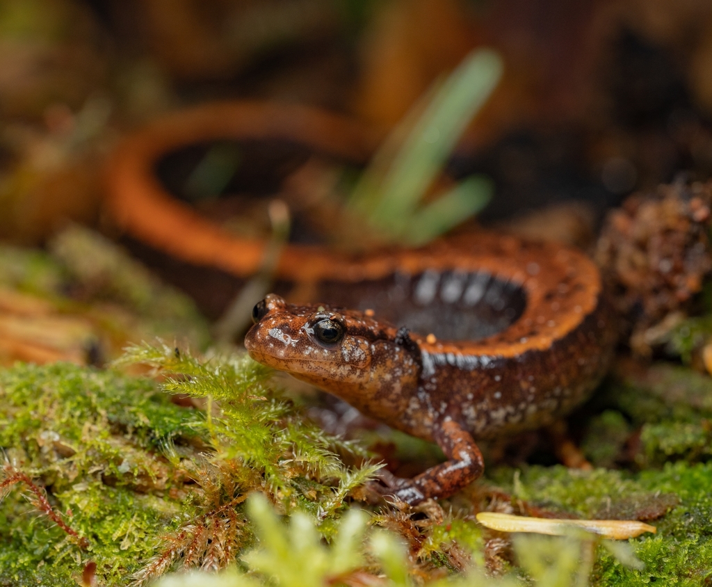 Western Red-backed Salamander from Newport, OR 97365, USA on June 6 ...