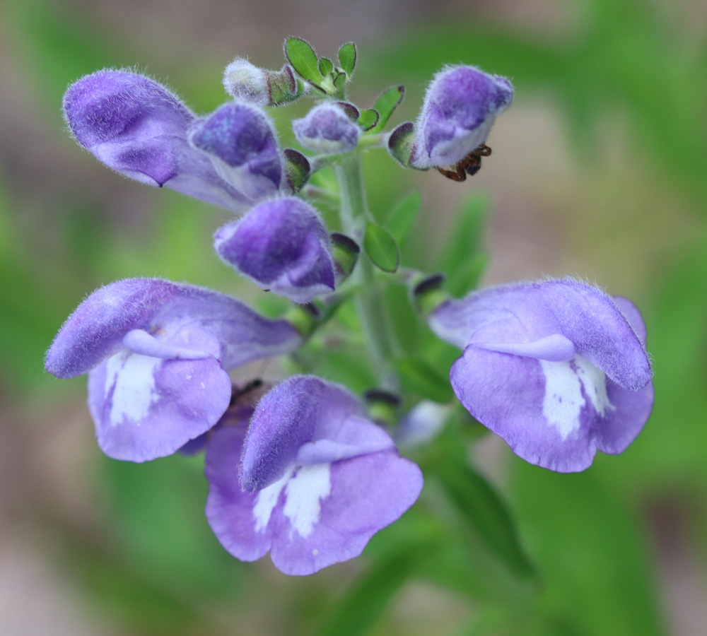 skullcaps (Lamiaceae (Mint) of the Pacific Northwest) · iNaturalist