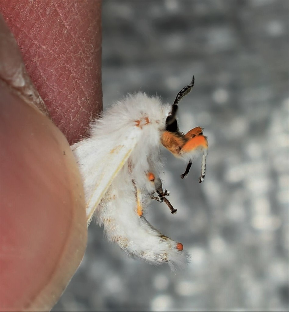 Fall Webworm Moth from Val-d'Or, QC, Canada on June 11, 2021 at 10:56 ...