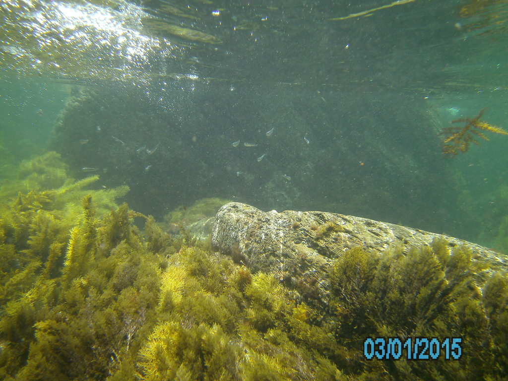 Isonids (Isonidae) - Marine Life Identification