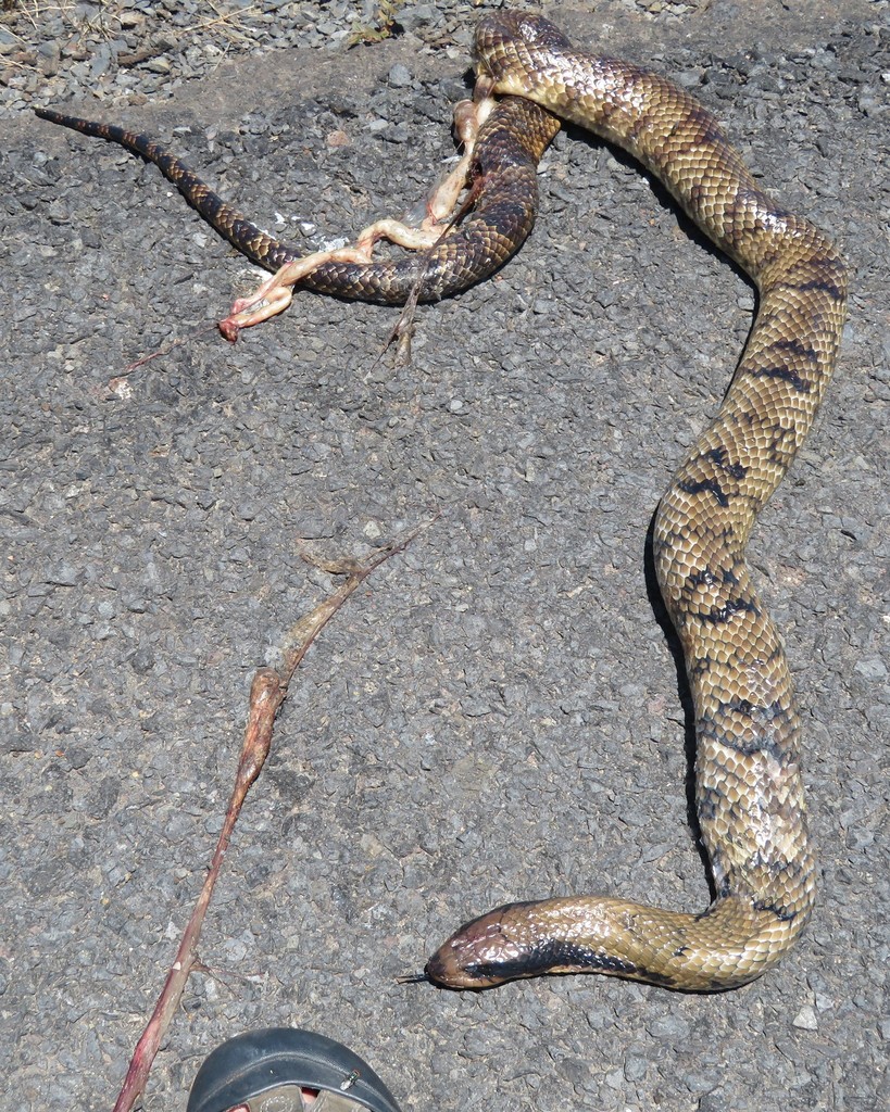 False Water Cobra from San Pablo, Paraguay on November 9, 2018 at 03:45 ...