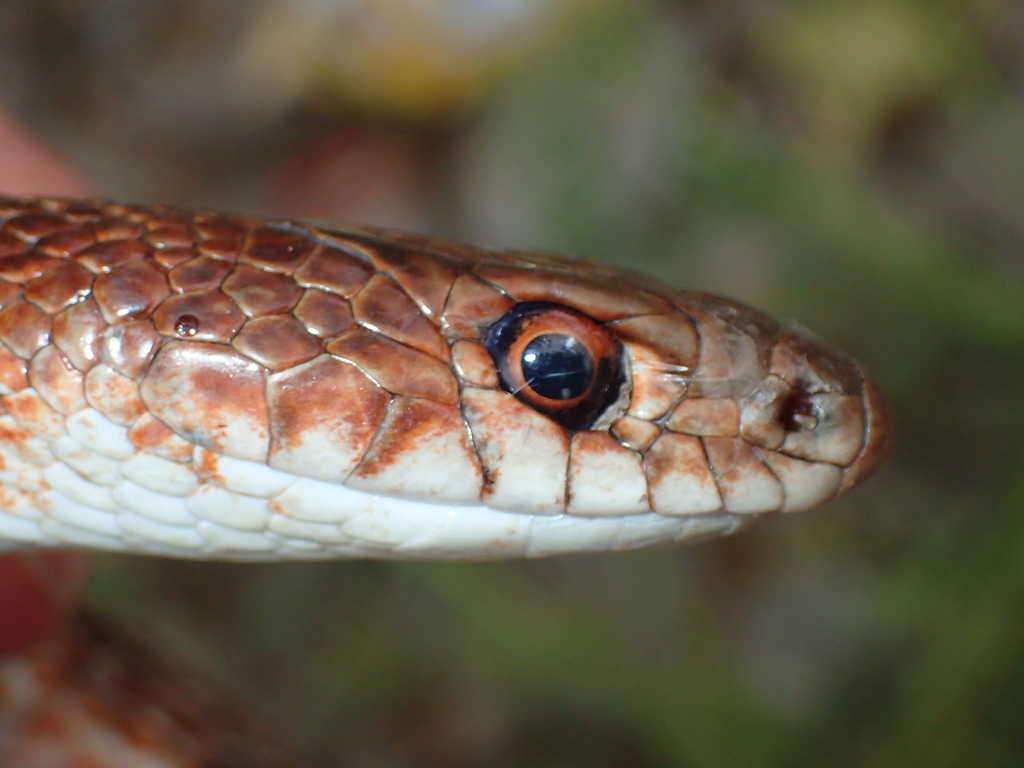 Red-Bellied Racer from Krtsanisi, Georgien on May 23, 2021 at 01:17 PM ...