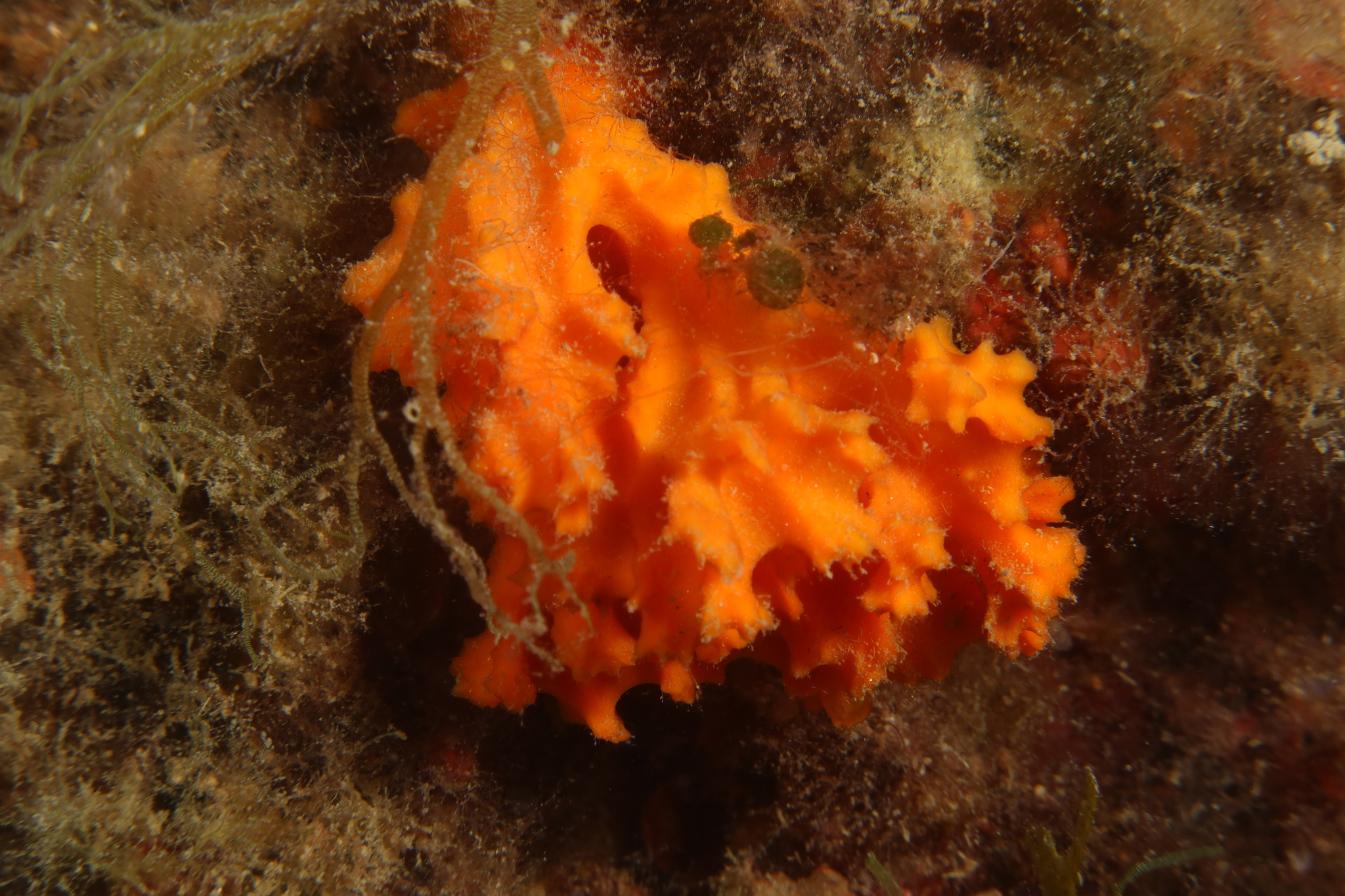 Acanthella acuta Schmidt, 1862