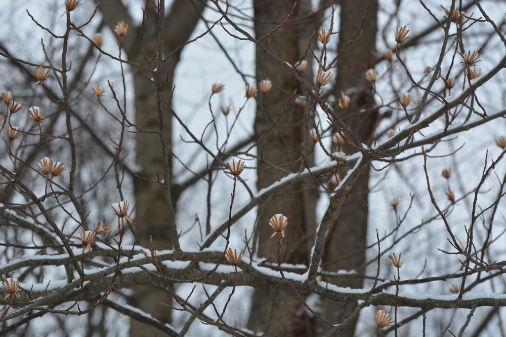 tulip tree from Cayuga Heights, NY 14850, USA on February 18, 2018 at ...