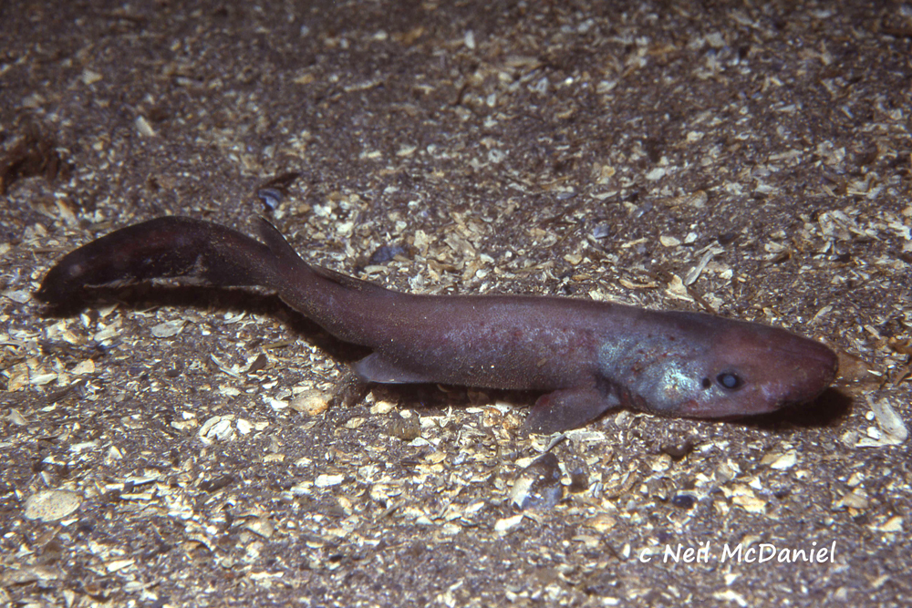 Brown Catshark from Howe Sound, British Columbia, Canada on August 05 ...