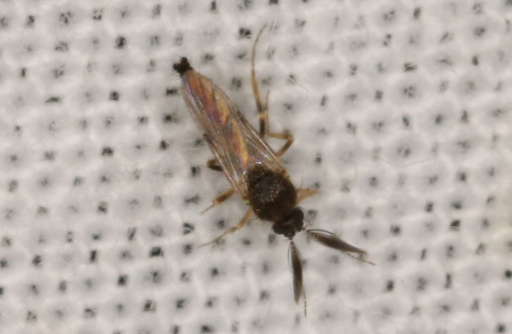 Biting Midges from Rollason Falls Picnic Area, Mount Buffalo Rd, Mount ...