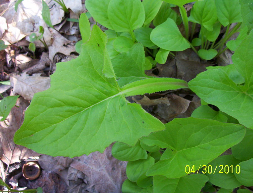 nodding rattlesnake root in April 2010 by Chuck Thomas. observed in a ...