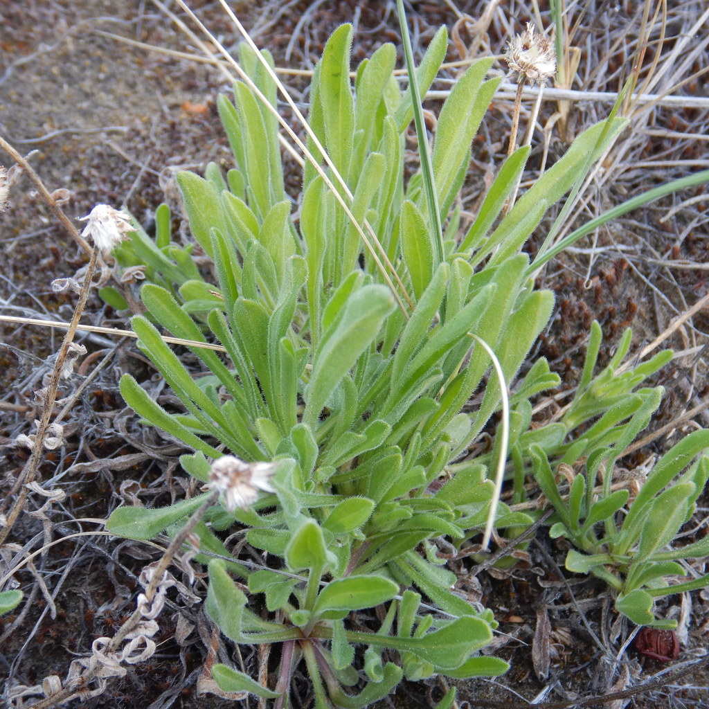 Caespitose Fleabane from Yukon, YT, Canada on June 12, 2021 at 05:00 PM ...