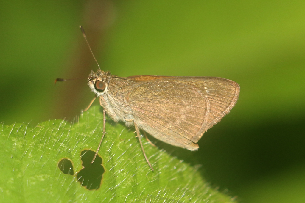 Three-spotted Skipper from Collier County, FL, USA on June 12, 2021 at ...