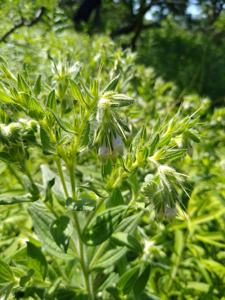false gromwell from Bourbonnais Township, IL, USA on June 13, 2021 at ...