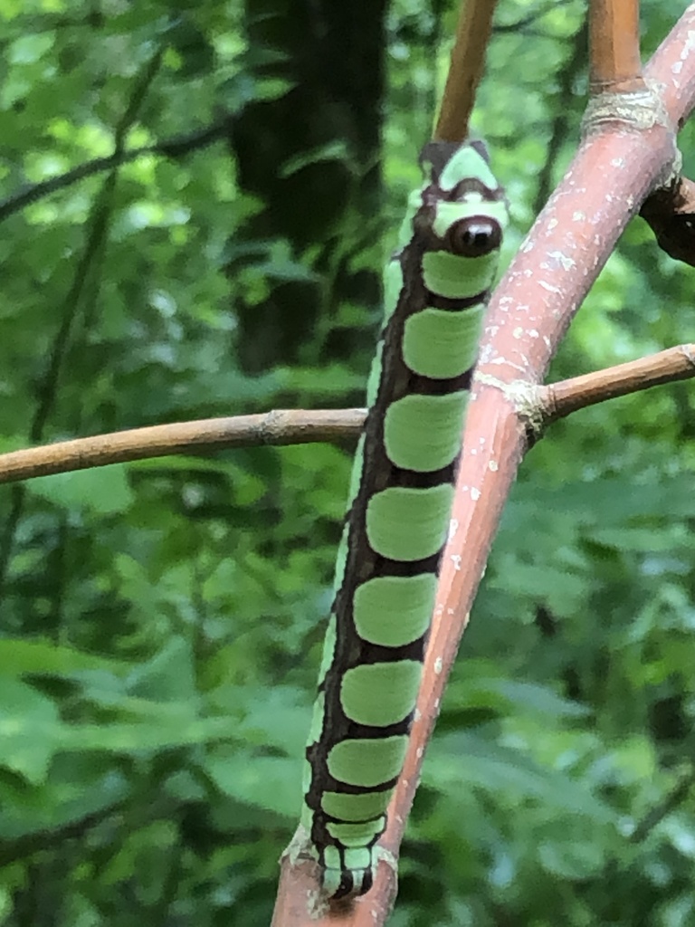 Abbott's Sphinx from Poolesville, MD, US on June 13, 2021 at 04:26 PM ...