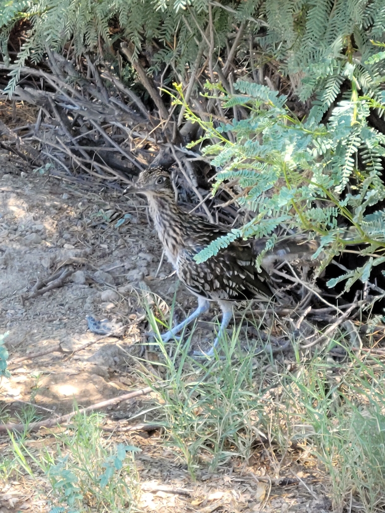 Greater Roadrunner from Big Bend National Park, Brewster County, US-TX ...