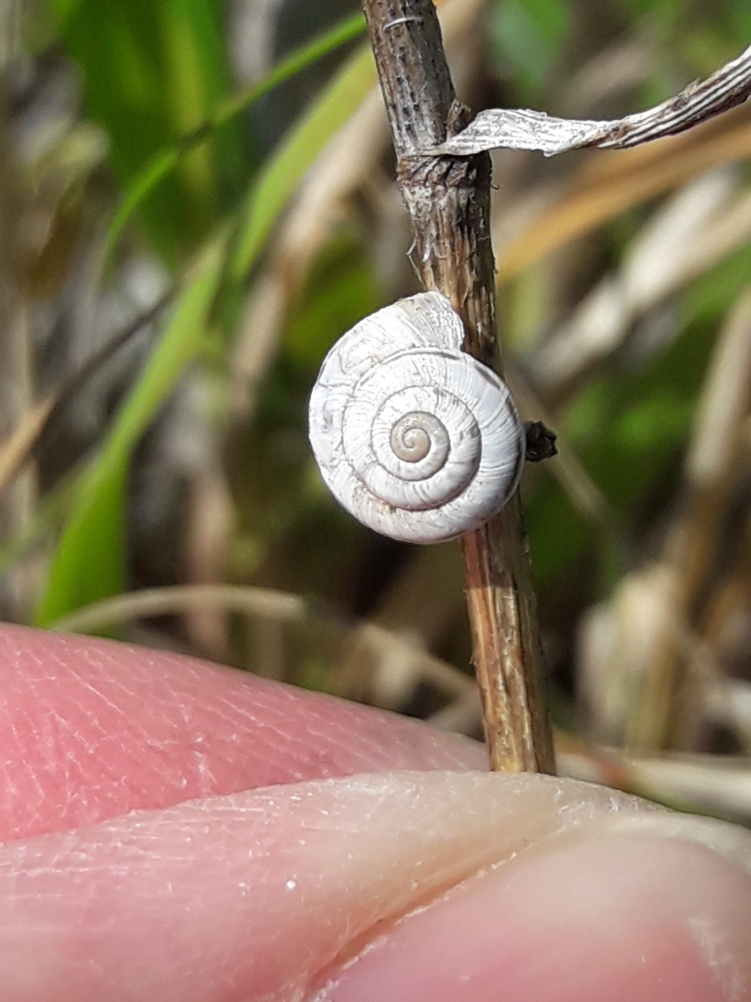 Candidula unifasciata (Poiret, 1801)