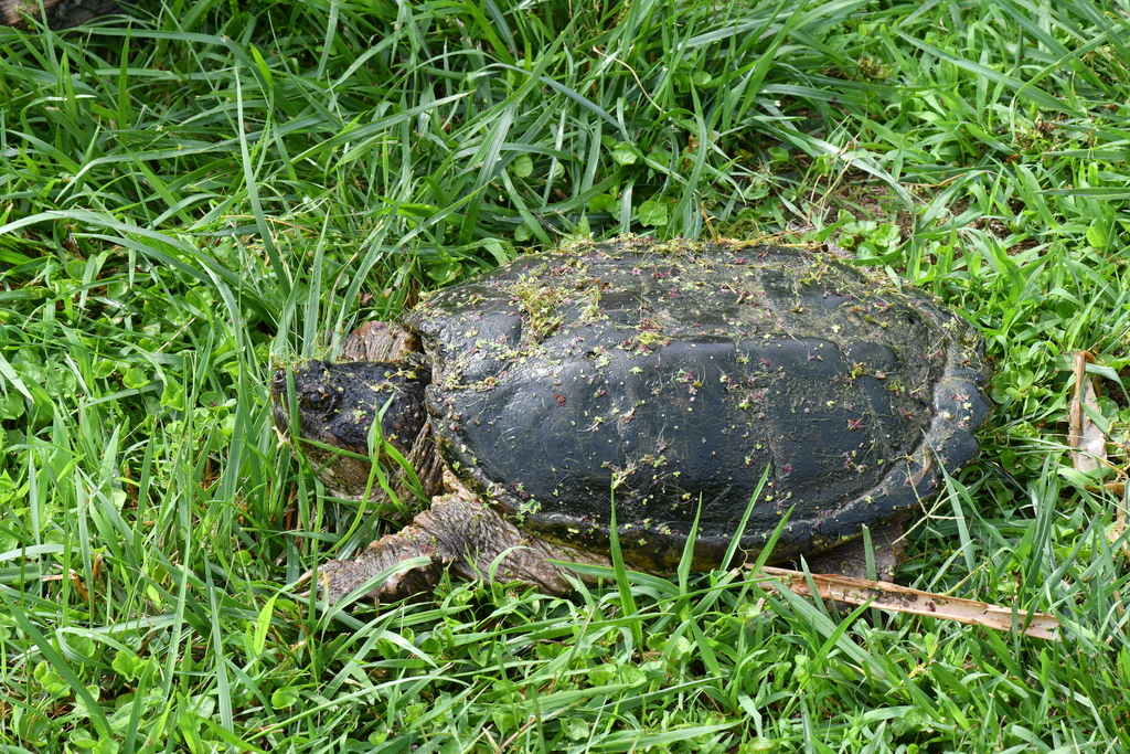 Common Snapping Turtle from Northwest Raleigh, Raleigh, NC, USA on June ...