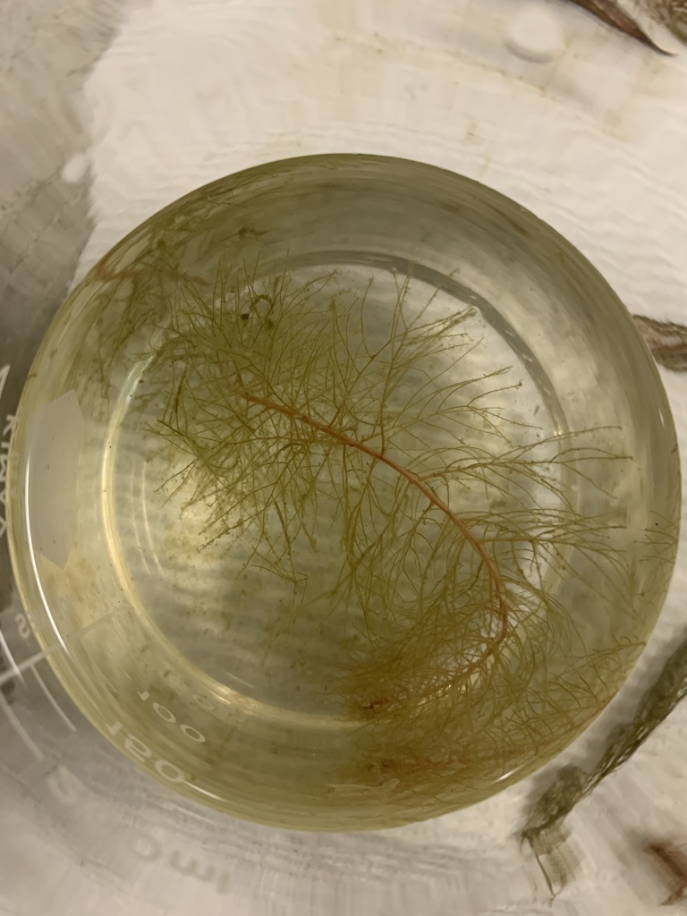 Broadleaf Water-milfoil from Farm Pond, Sherborn, MA, US on June 13 ...