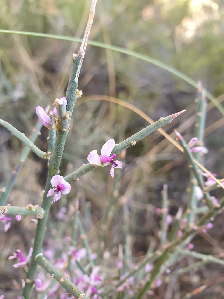 tortoise berry from Zoo Ridge, near Op die Berg, WC, South Africa on ...