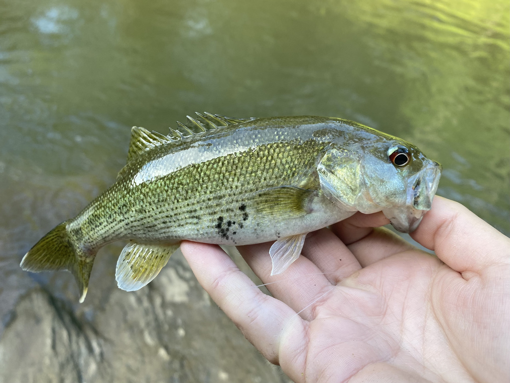 Redeye Bass from Chattahoochee-Oconee National Forests, Clayton, GA, US ...