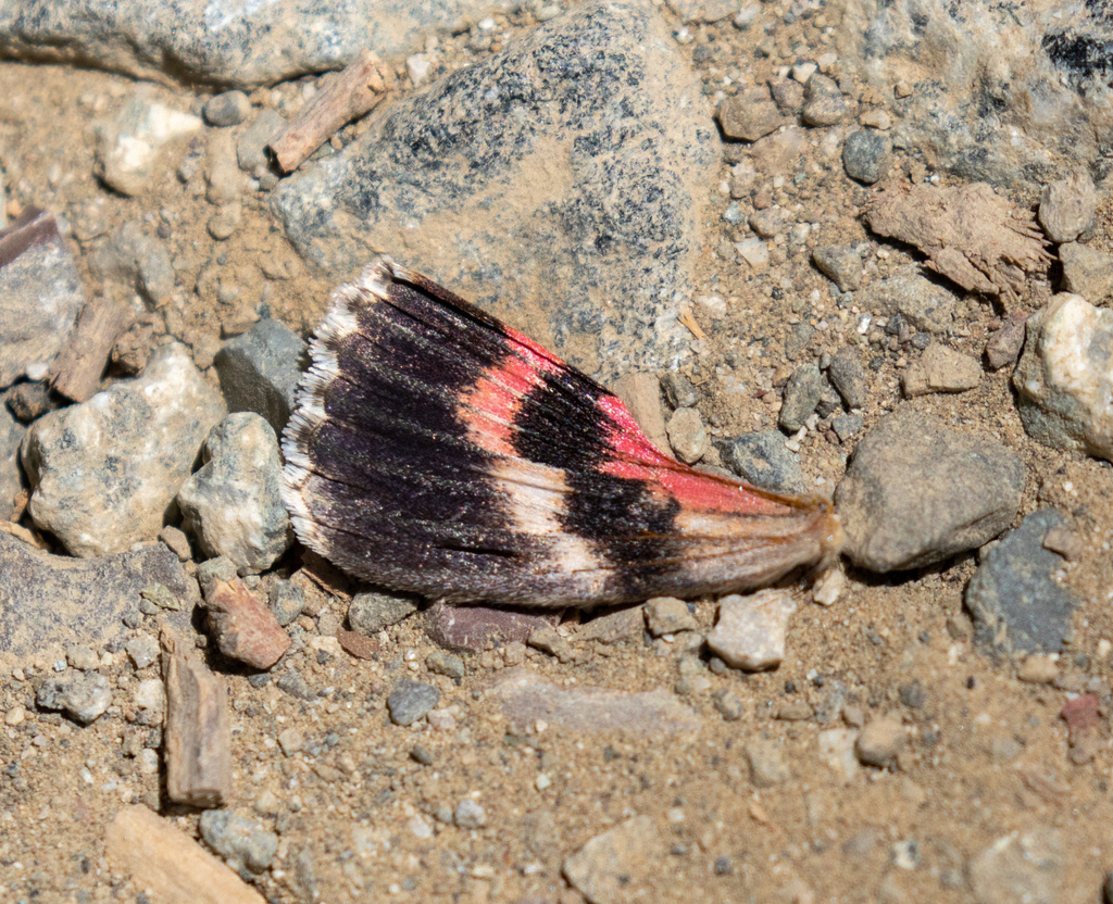 Underwing Moths from Santa Clara, California, United States on June 10 ...