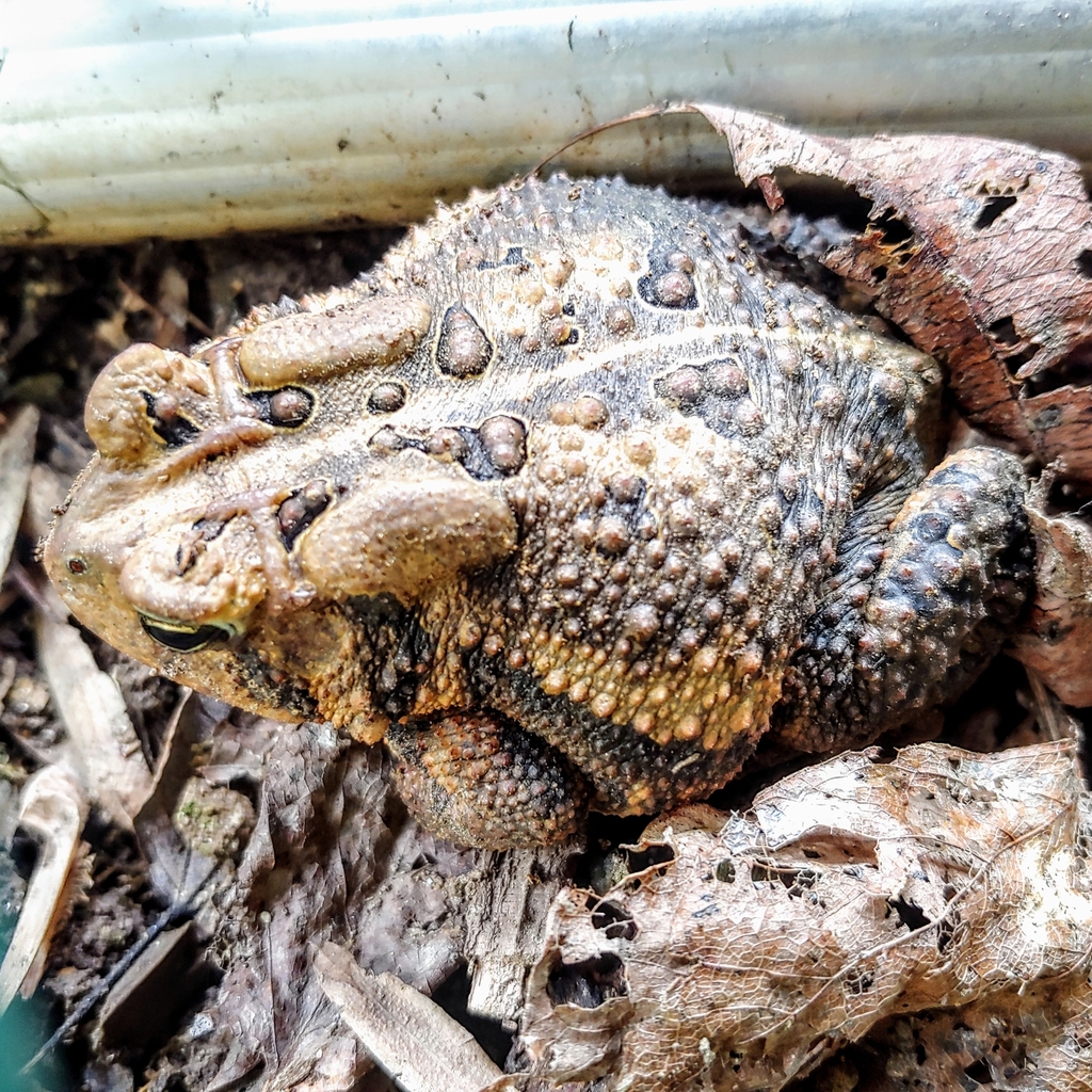 American Toad from West Bradford Township, PA, USA on June 13, 2021 at ...