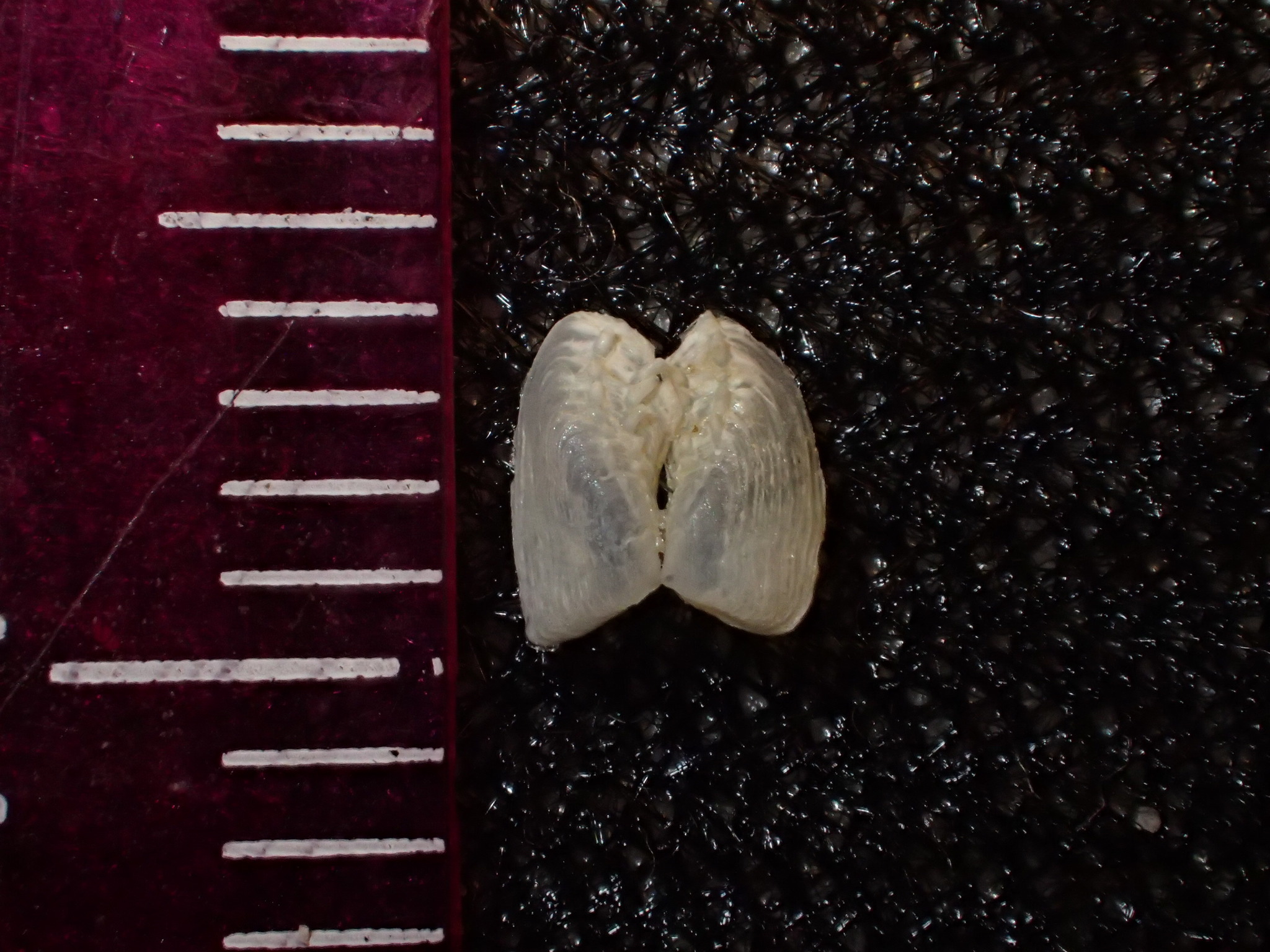 Sphenia W.Turton, 1822