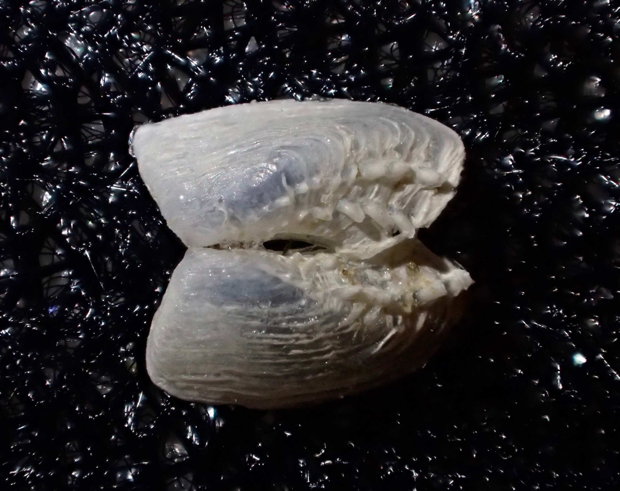 Sphenia W.Turton, 1822