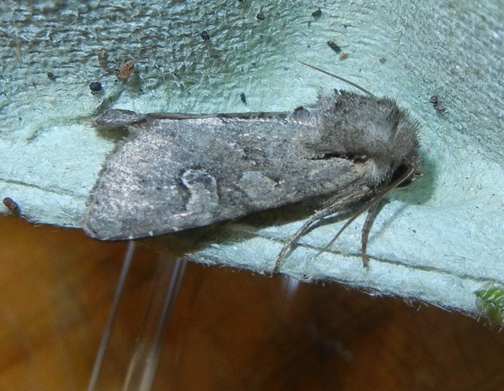 Bordered Apamea Moth from White Knowle Road, Buxton on June 13, 2021 at ...
