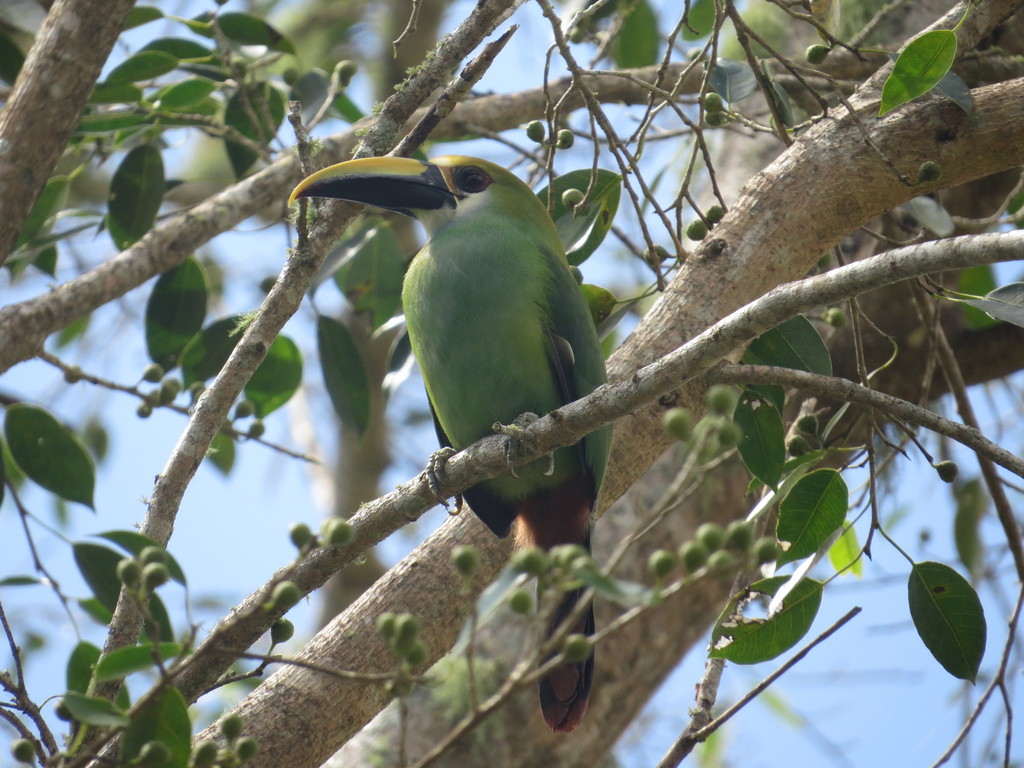 Green Toucanets (Aulacorhynchus) - Avian Discovery