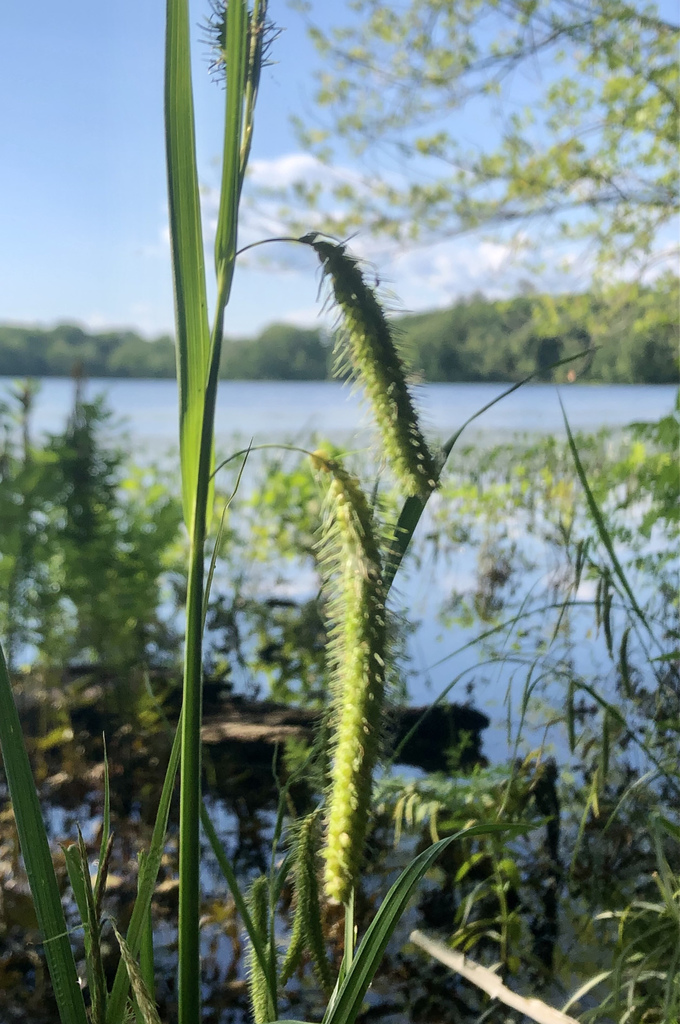 true sedges from Heard Pond, Wayland, MA, US on June 13, 2021 at 05:10 ...