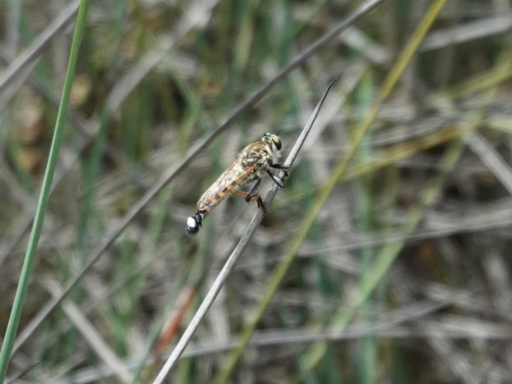 Giant Robber Flies from Tuen Mun, Hong Kong on June 13, 2021 at 12:47 ...