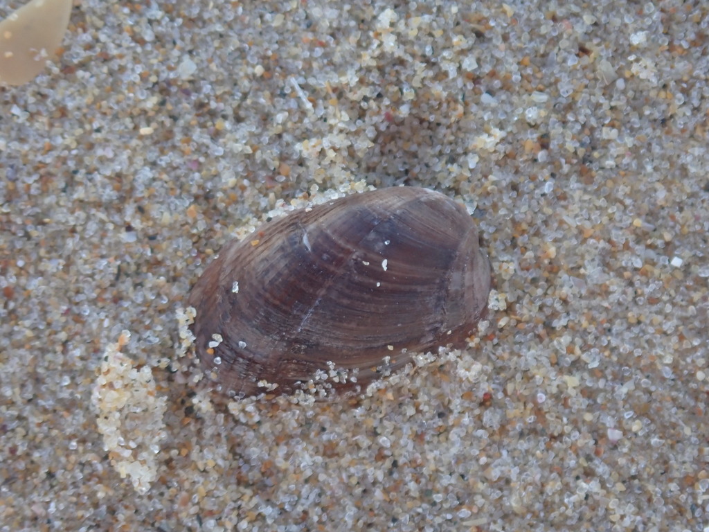 Nesting mussel from Hungry Head New South Wales, Australia on June 13 ...