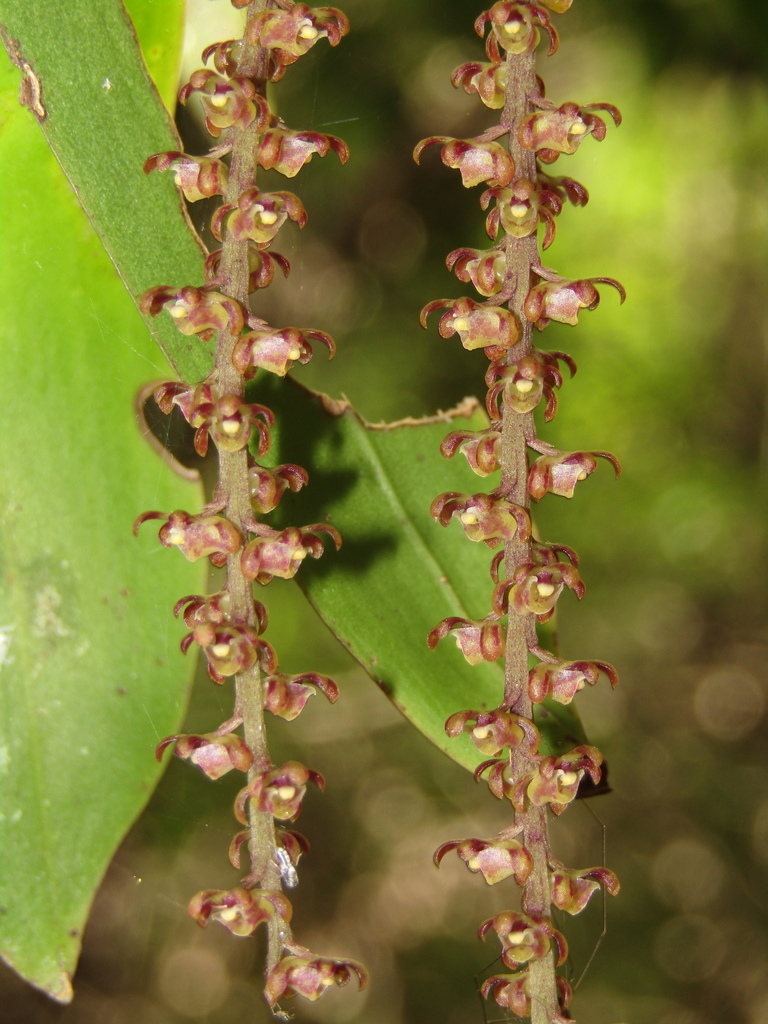 Brown Fairy-chain Orchid (Flora on K'gari) · iNaturalist