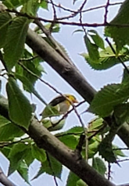 American Goldfinch from INDEPENDENCE AVE & 4TH & 3RD ST SW eb ...