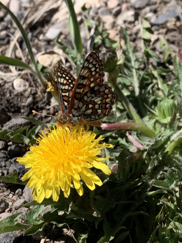 Anicia Checkerspot (Colorado National Monument Butterfly Guide 🦋 ...