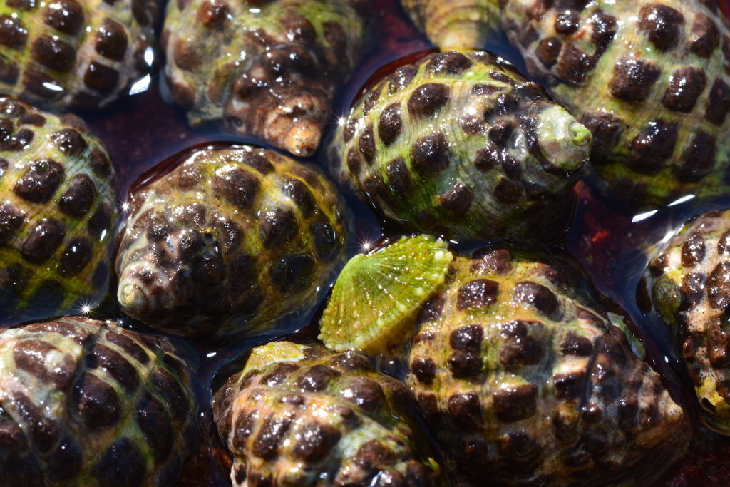 Mulberry Whelk (Marine invertebrates of Randwick costal area: Coogee ...